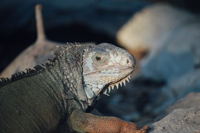 ‘Nos duele mucho’: roban más de 40 iguanas del Foro Ecológico de ...