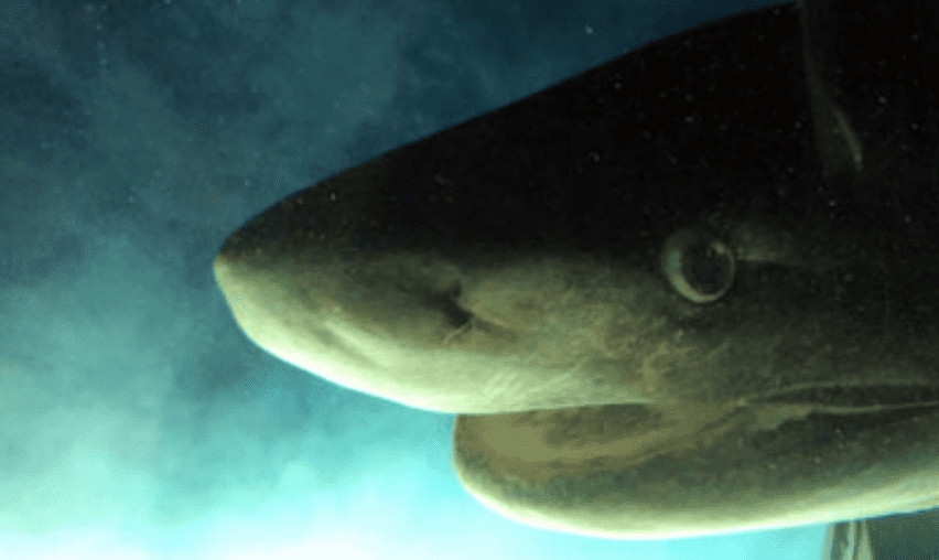 VIDEO: Captan por primera vez a tiburones ‘prehistóricos’ en su hábitat ...